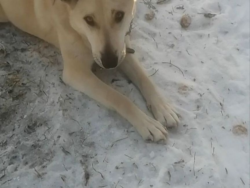 Собака в добрые руки