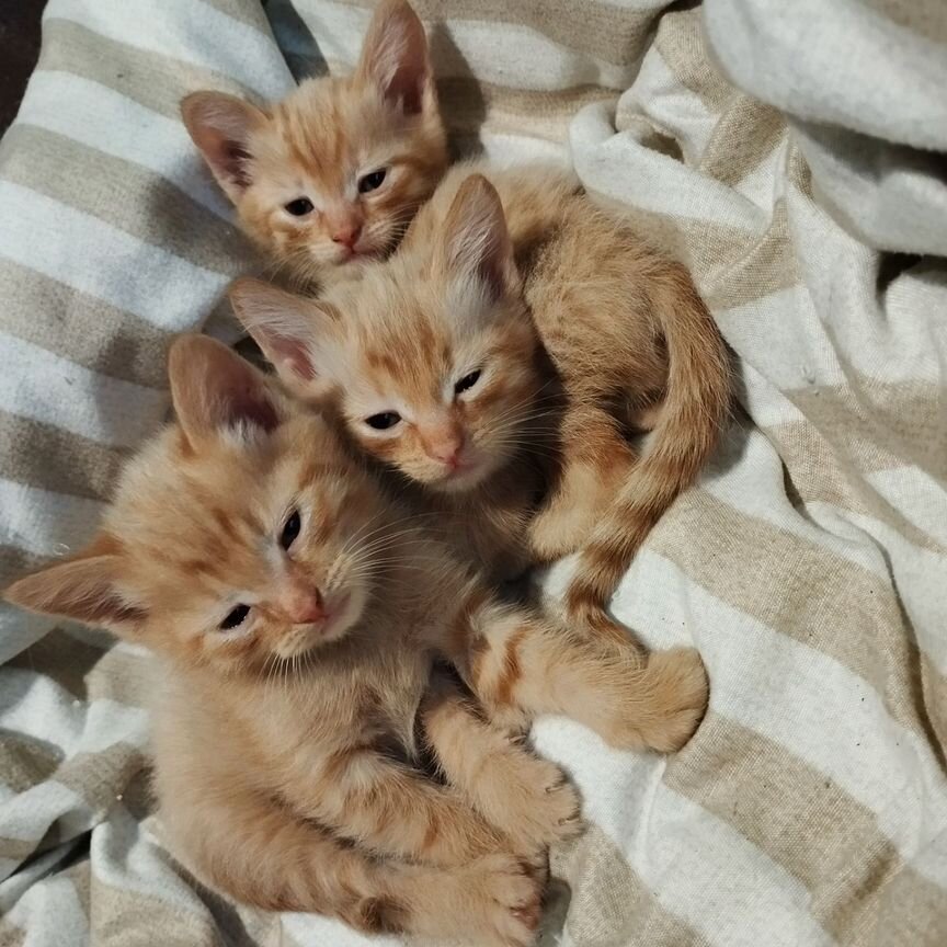 Сладкие пирожочки