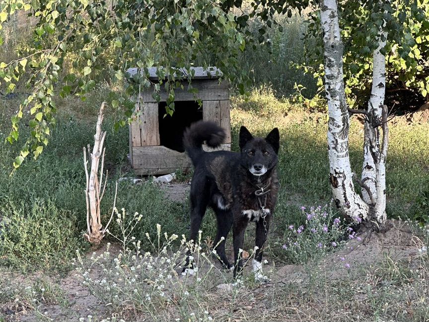 Собака (лайка) в добрые руки