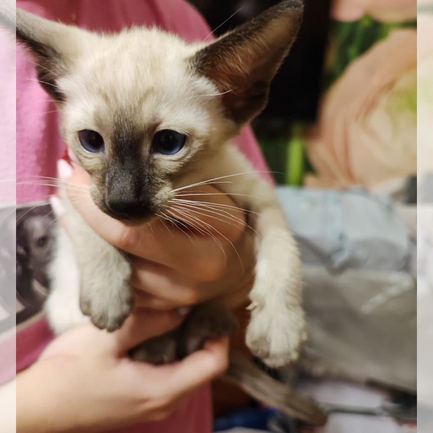 Ориентальный котёнок