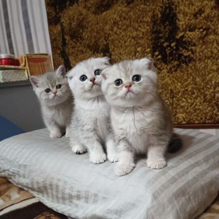 Шотландские котята