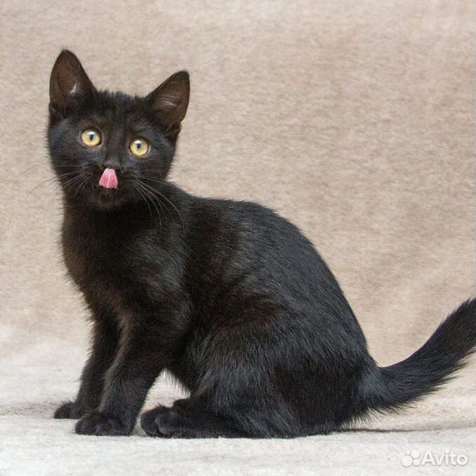 Котенок девочка Гера ищет дом