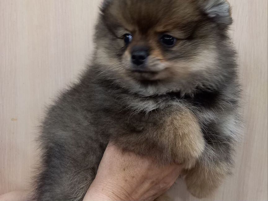 Щенки цверг шпица