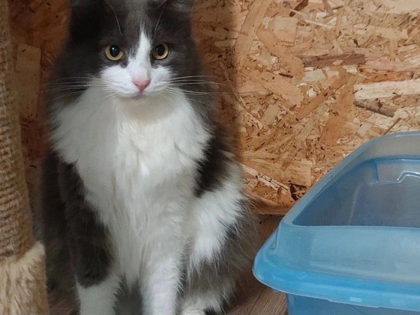 Кошечки подростки в добрые руки