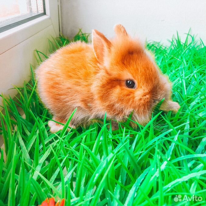 Карликовый кролик супер мини