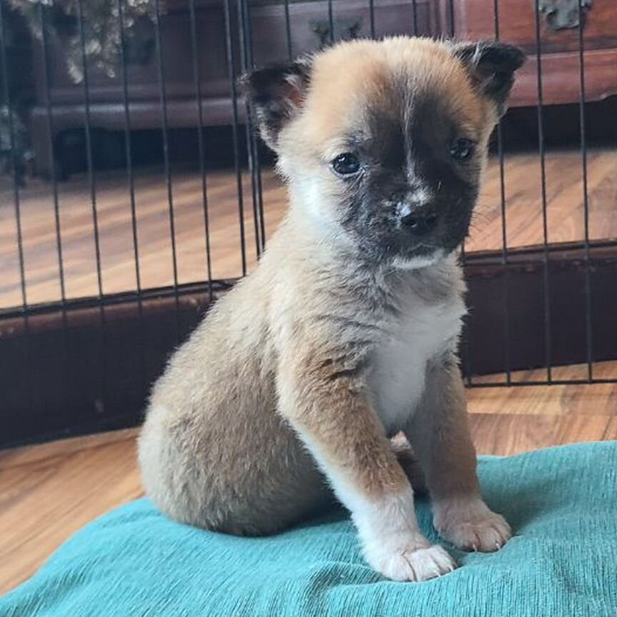 Щенок в добрые руки