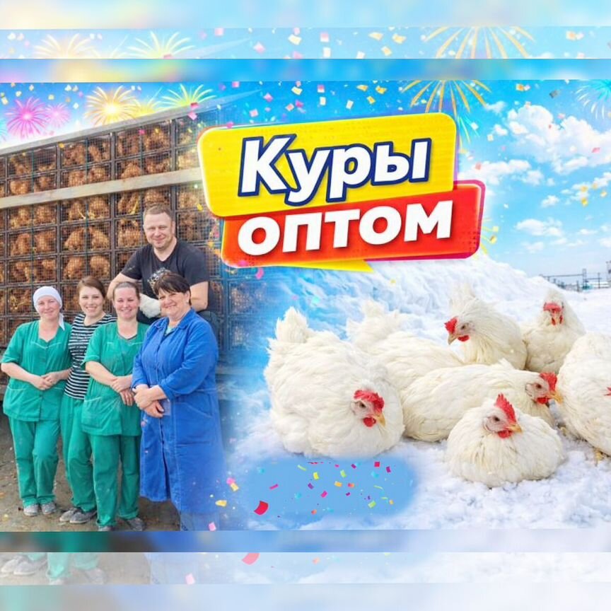 Куры Доминант — лучшие несушки