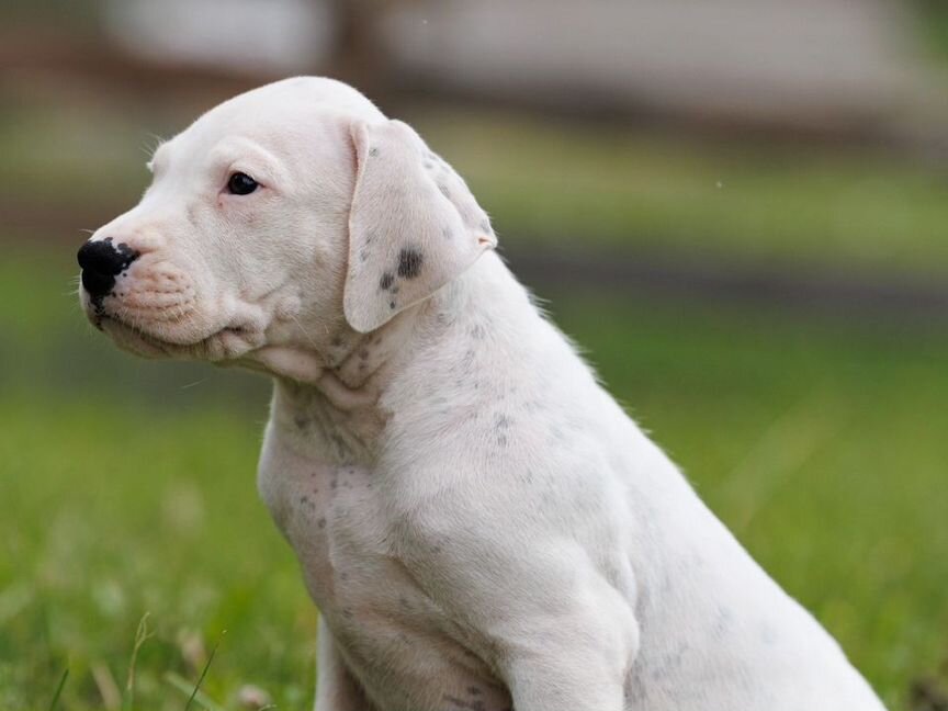 Щенок аргентинского дога