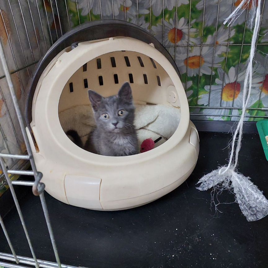 Котенок в добрые руки