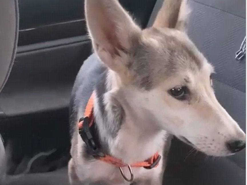 Хася в добрые руки