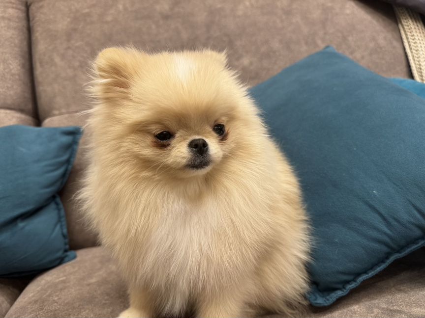 Померанский шпиц micro