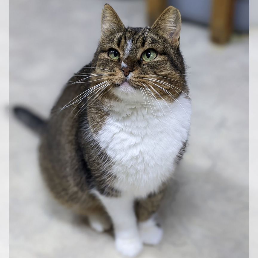 Взрослая кошка в добрые руки