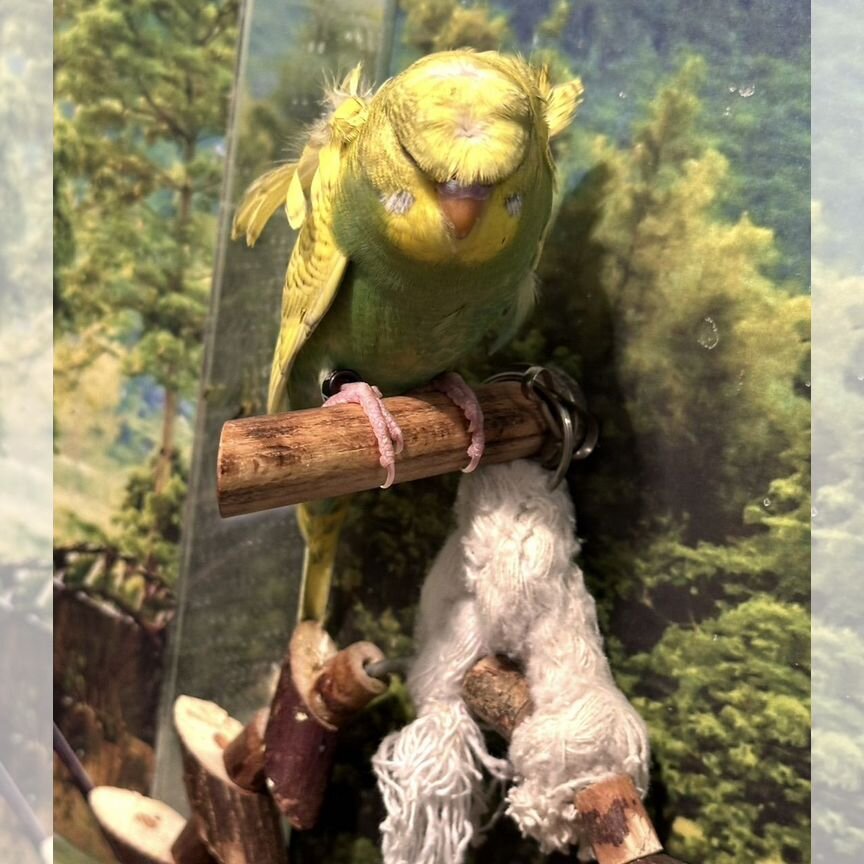 Волнистый попугай хогоромо птенцы