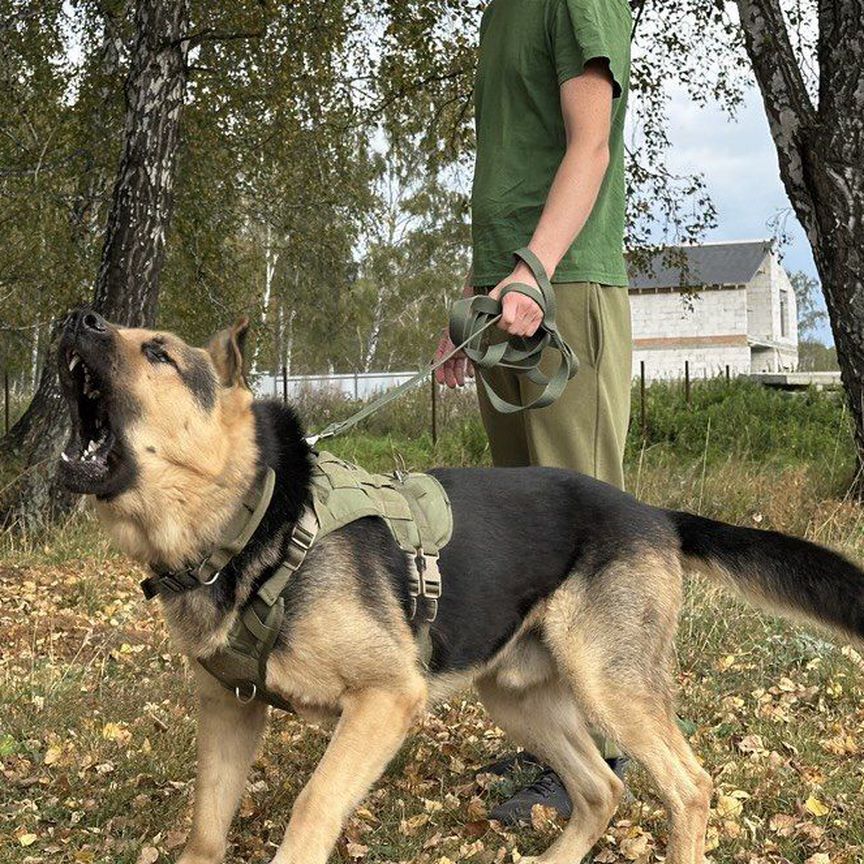 Восточноевропейская овчарка, взрослый пёс