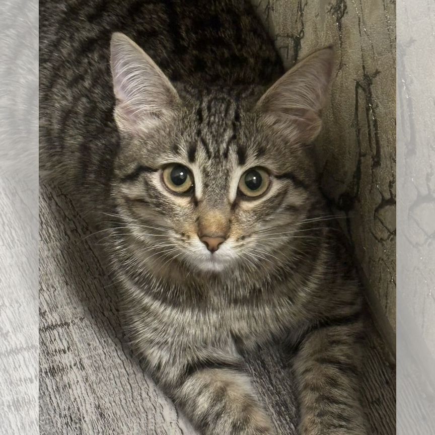 Взрослая кошка в добрые руки