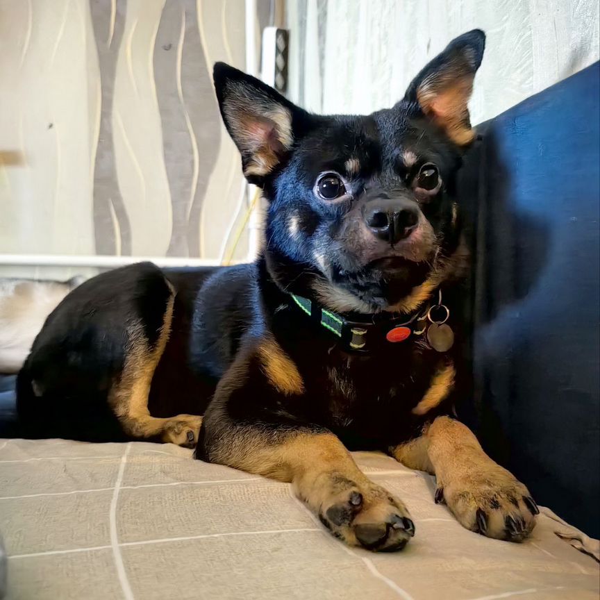 Небольшая собачка Джонни