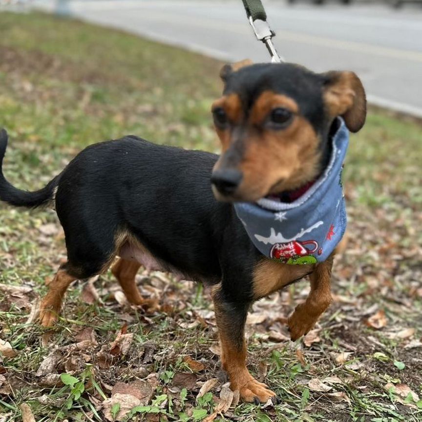 Такса, взрослая собака