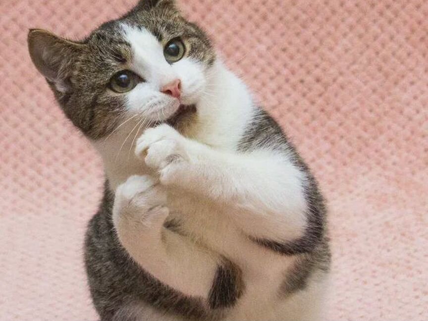 Нежнятина в добрые руки