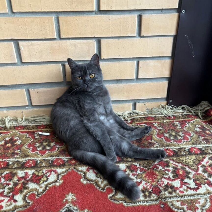 Домашние животные кошки