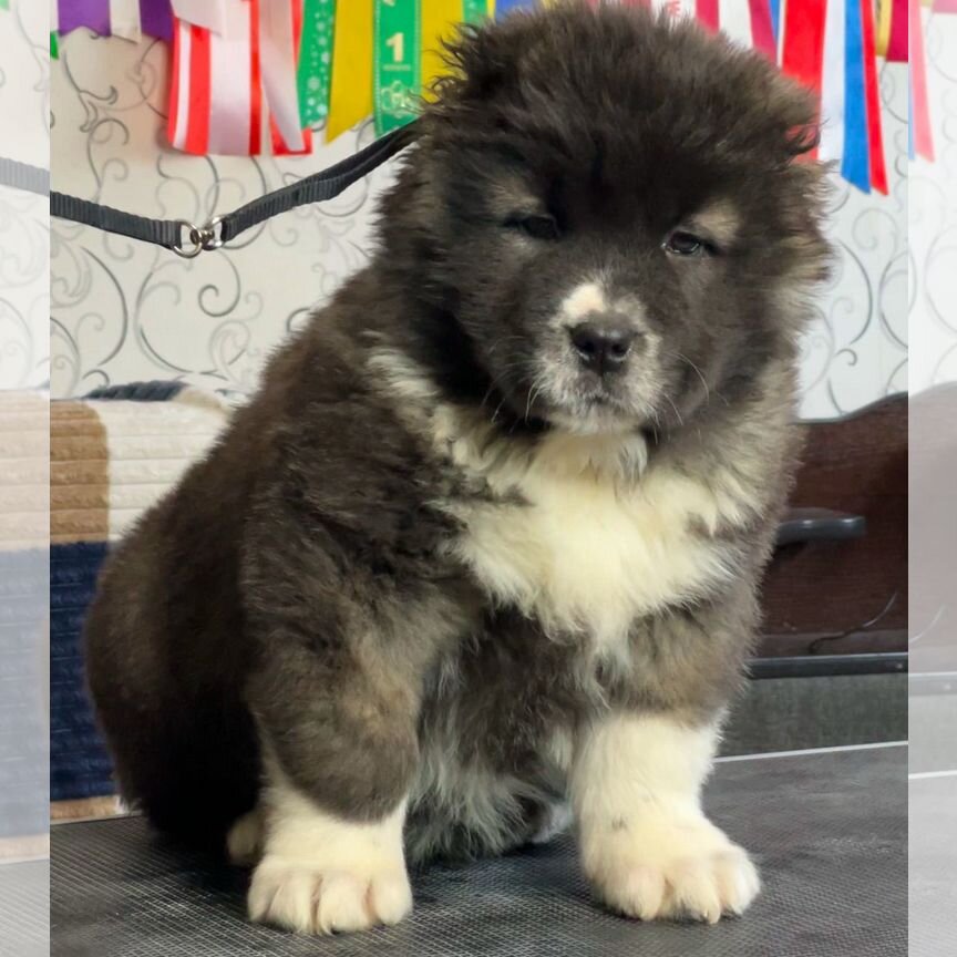 Шикарные кавказята