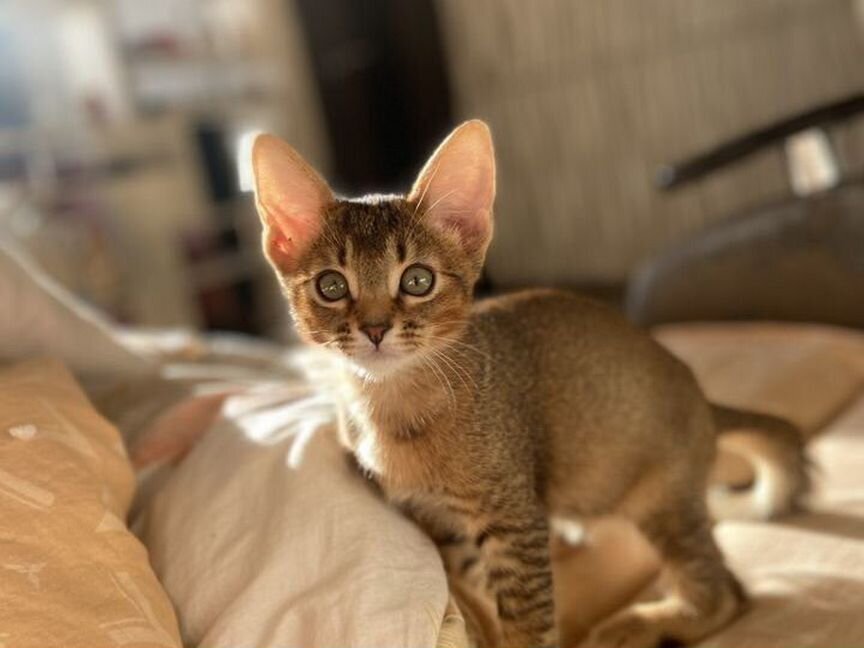 Аббисинские котята