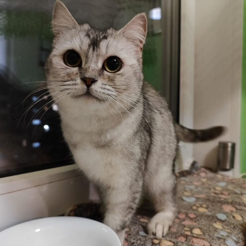 Кошечка Нормина