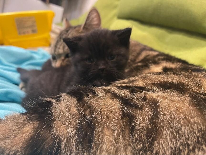 Британские котята
