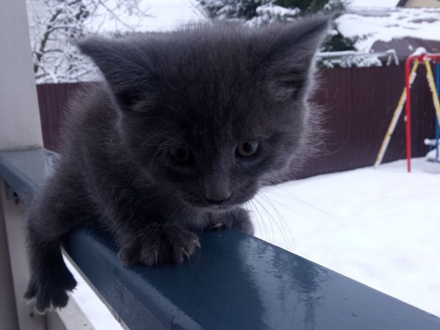 Котята мейн-кун