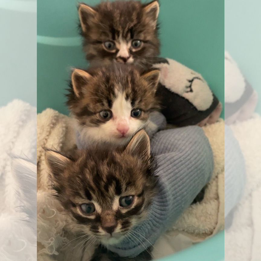 Сибирский котёнок