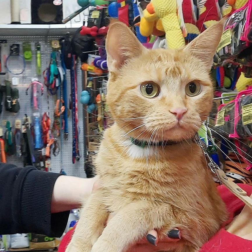 Взрослая кошка в добрые руки