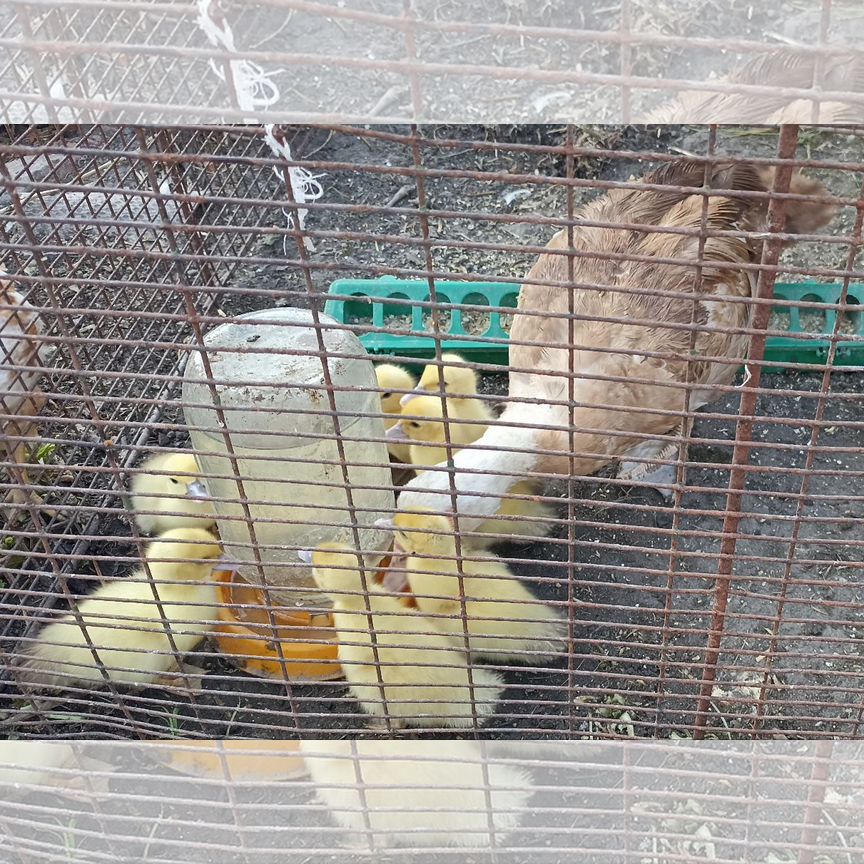 Индоутка с индоутятами