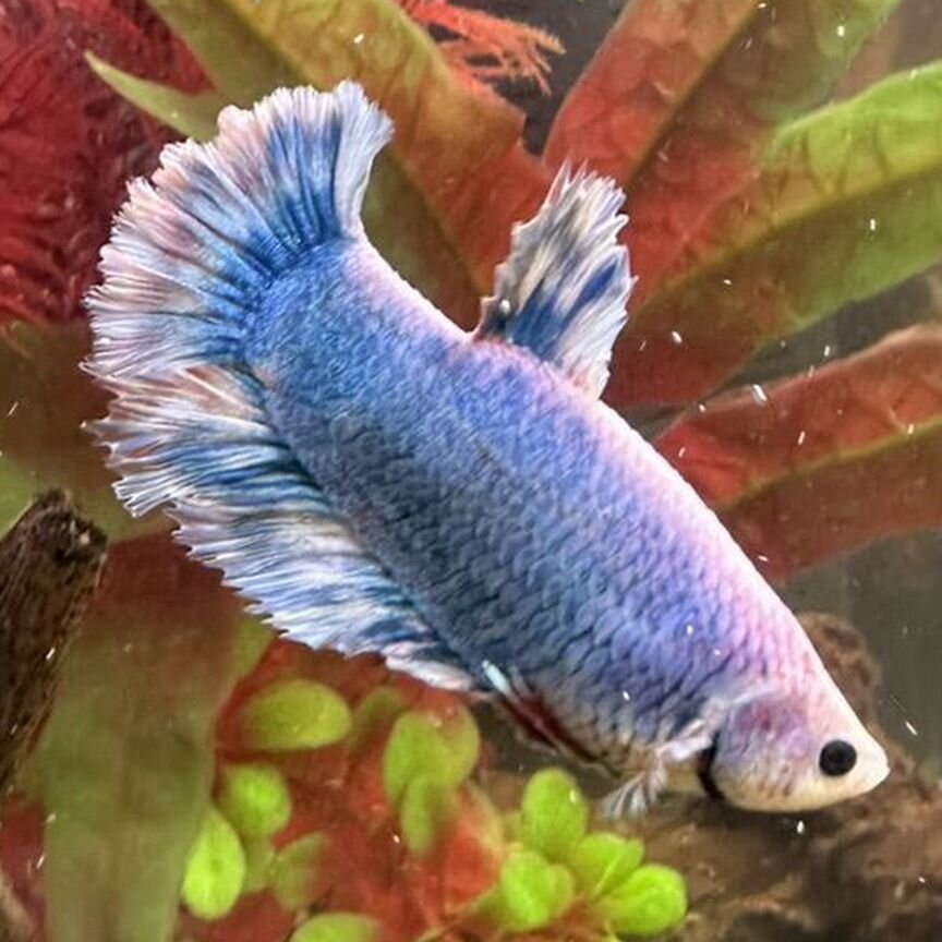 Рыбка петушок самка