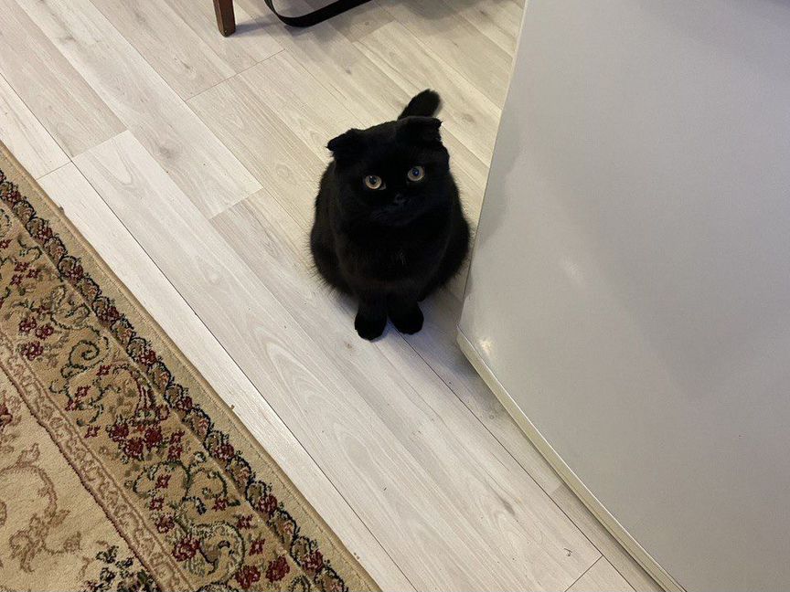 Кошечка вислоухая в добрын руки