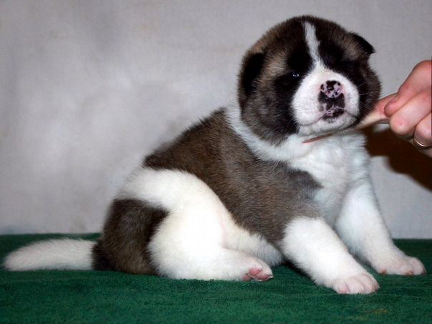 Американские акиты- надежная охрана-щенки