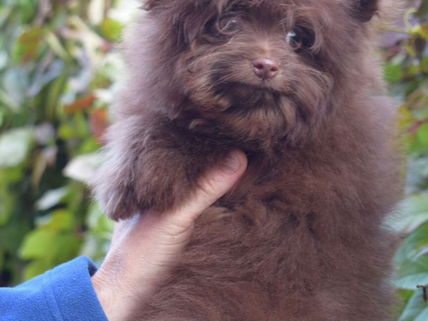 Щенки помапу. Pomapoo