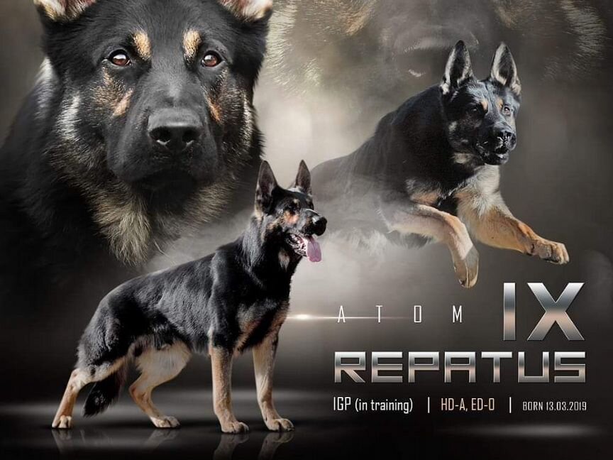 Немецкая овчарка щенки рр