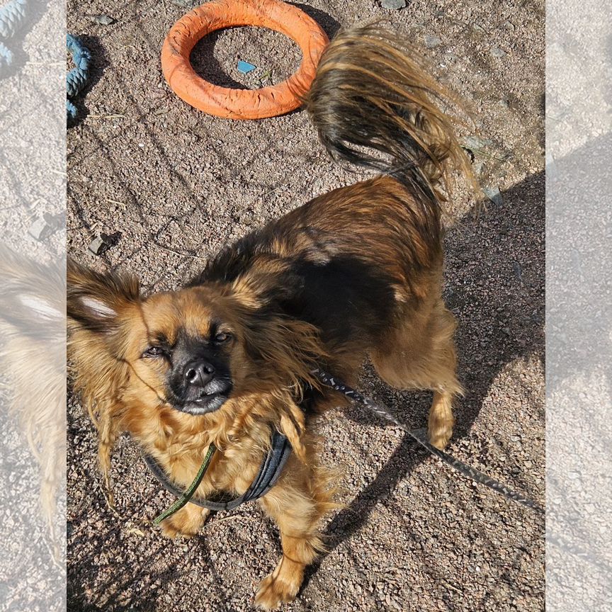 Взрослый пёс из приюта