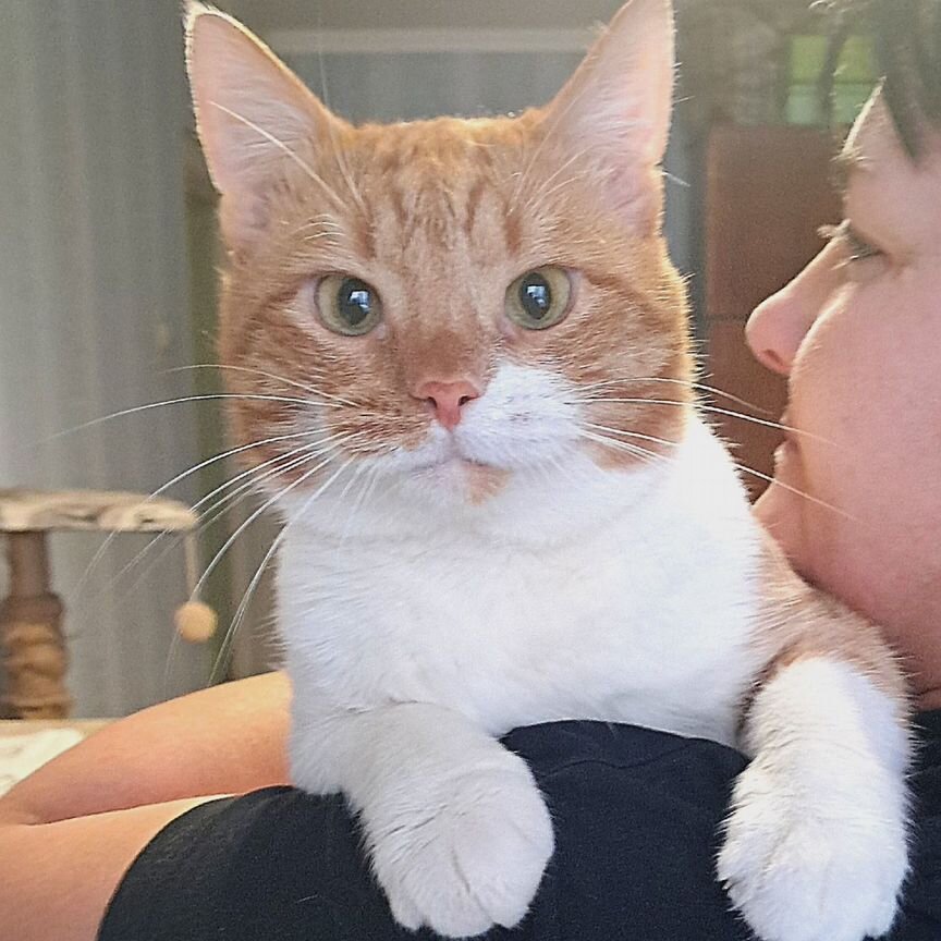 Рыжий котик ищет дом