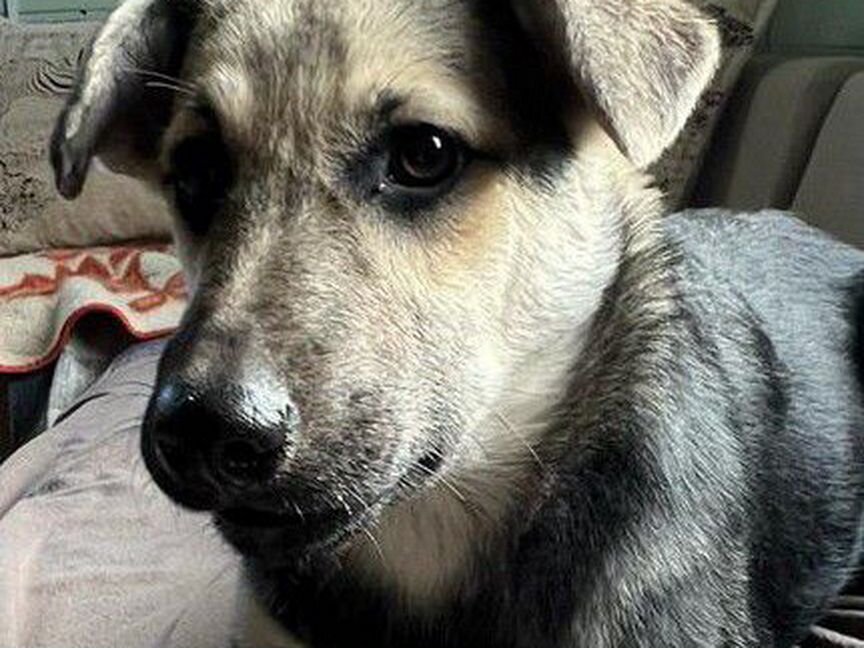 Овчарка метис в добрые руки бесплатно