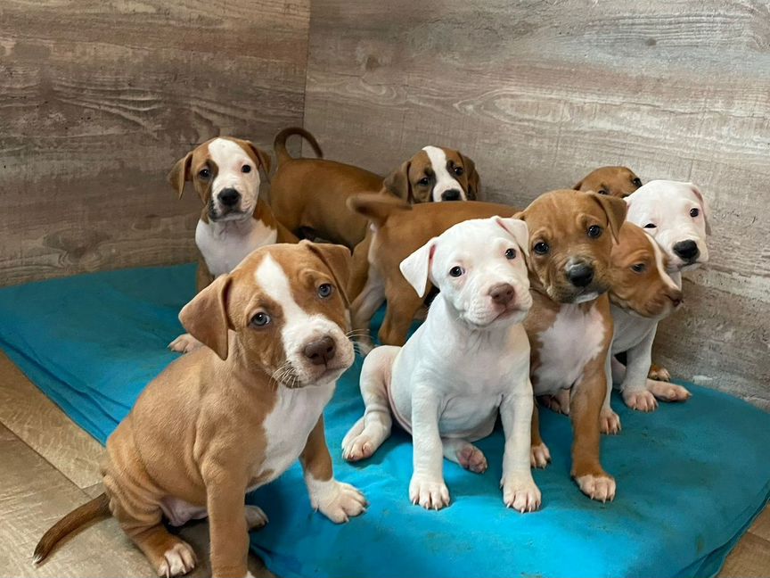 Американский питбультерьер