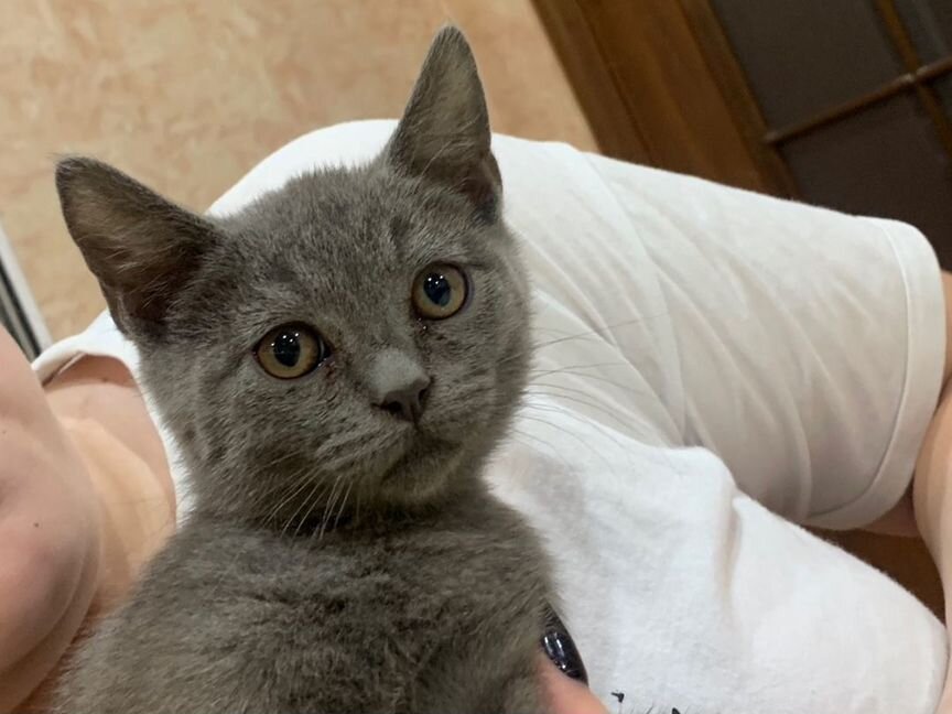 Британская