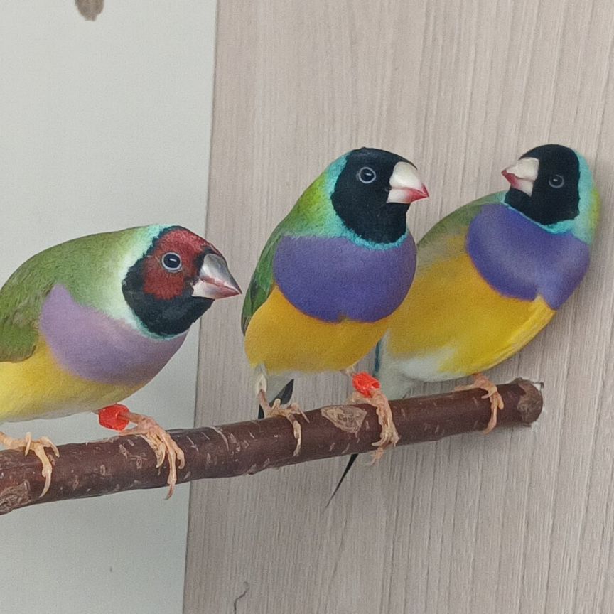 Молодые амадины Гульда