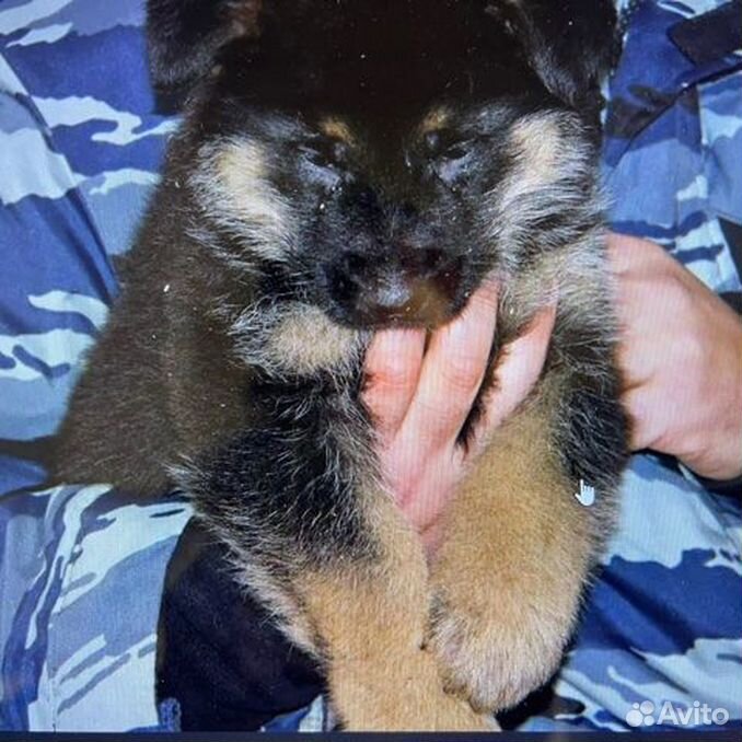 Умные,стандарт щенки служебных немецких овчарок