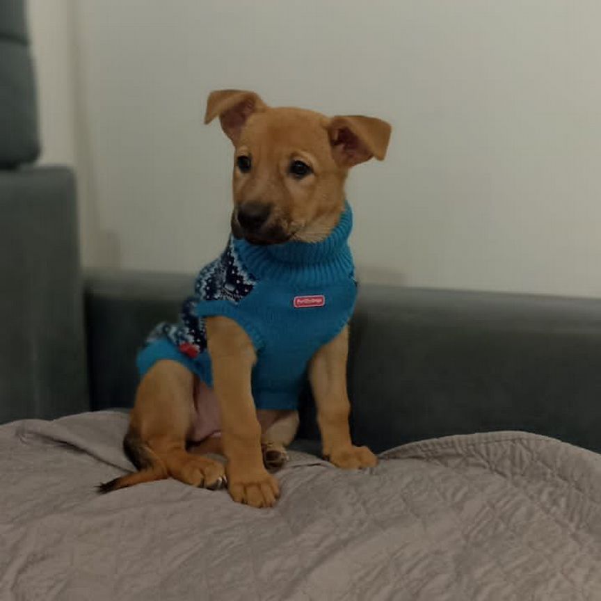 Щенок 2 месяца