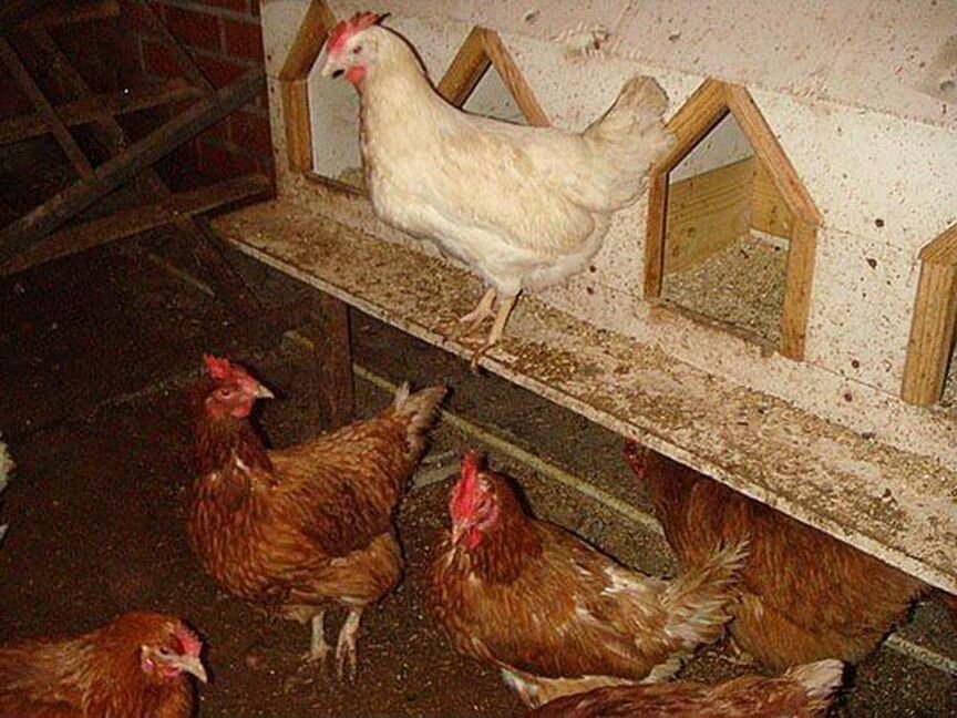 Несушки на дом