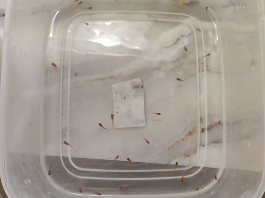 Рыбки гуппи