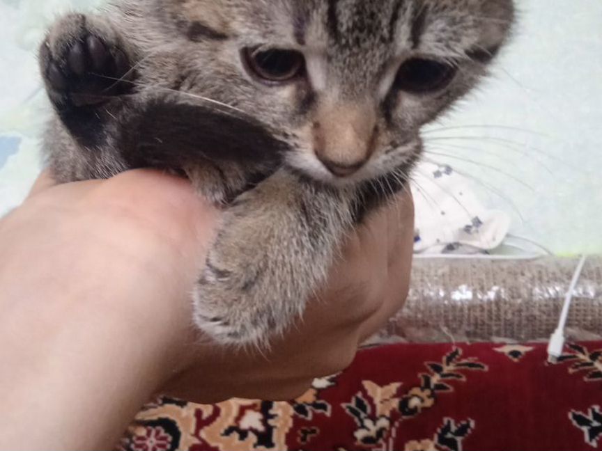 Котята отдам бесплатно в хорошие руки. Две девочки