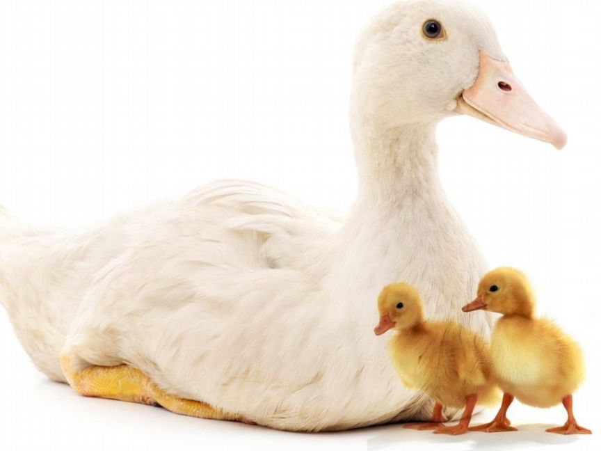 Утята Стар- 53