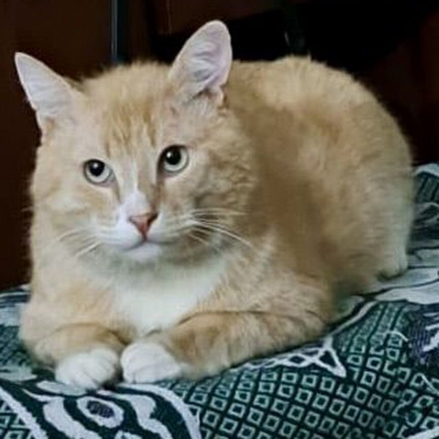 Взрослый кот в добрые руки