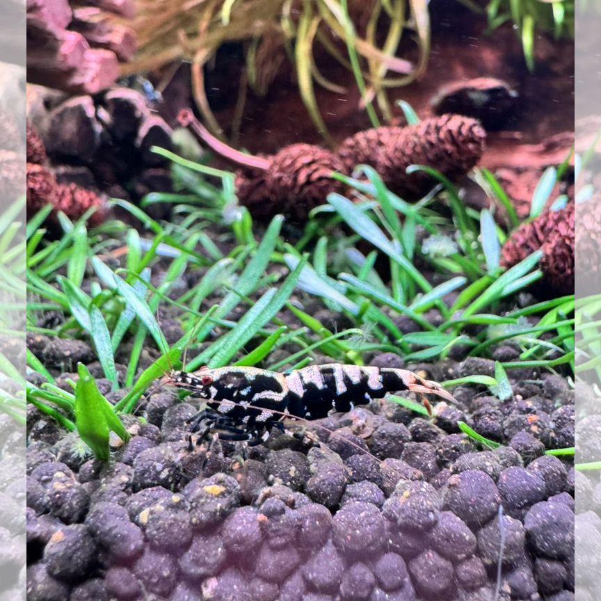 Креветки аквариумные fishbon galaxy black